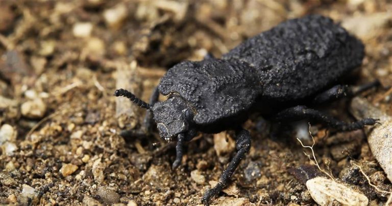 Researchers Discover the Secret of This Beetle's Super Armor - The ...