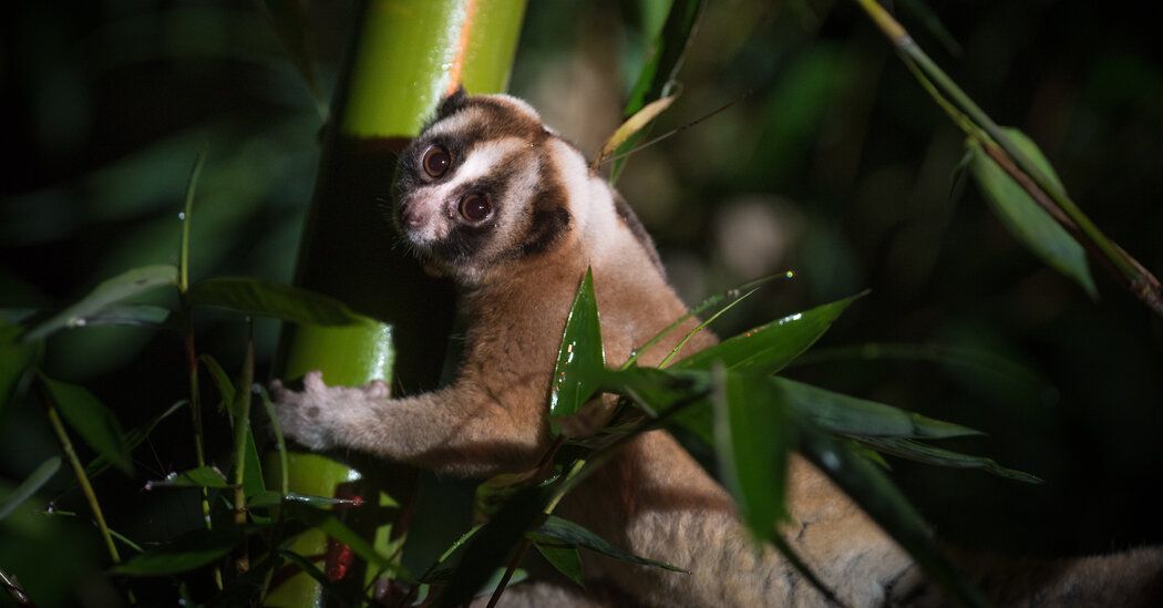 Slow Lorises Are Adorable but They Bite With Flesh-Rotting Venom | The ...