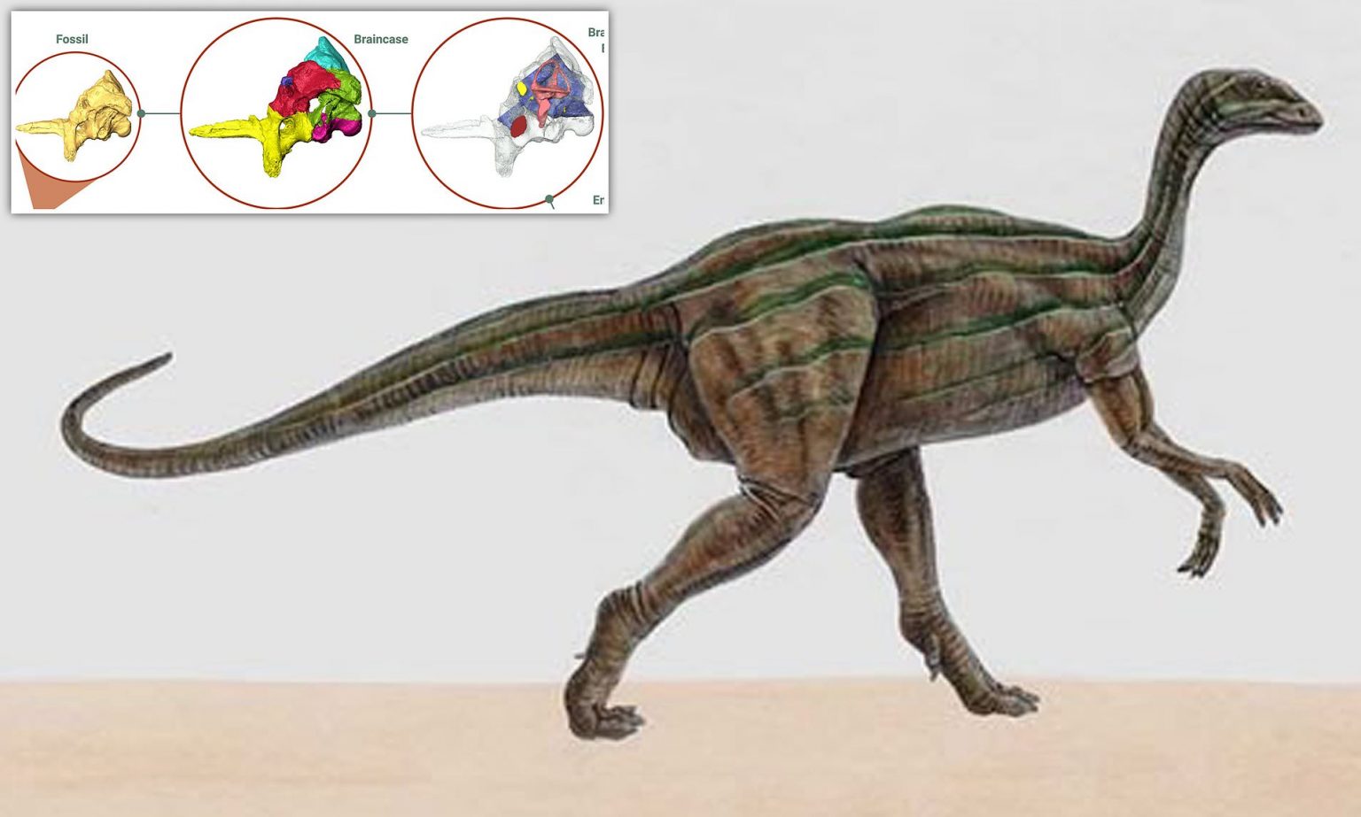Study reveals unexpected insights into early dinosaur’s brain, eating ...